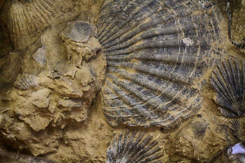 Sea shell fosil texture stock photo. Image of print - 278409106