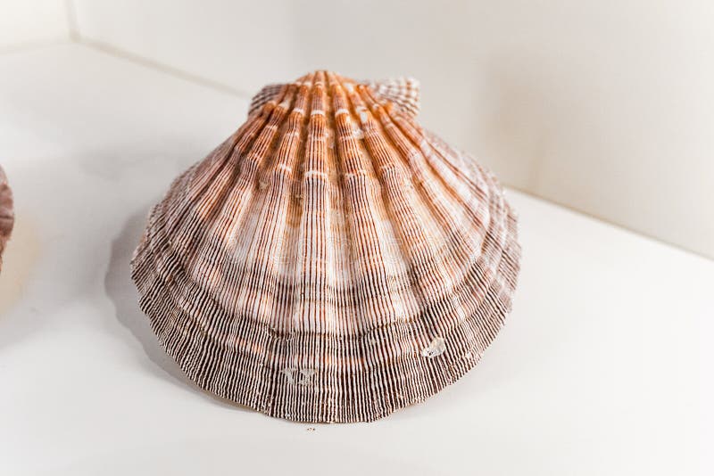 Sea Shell Fossil at Exhibition Editorial Photo - Image of museum, water ...