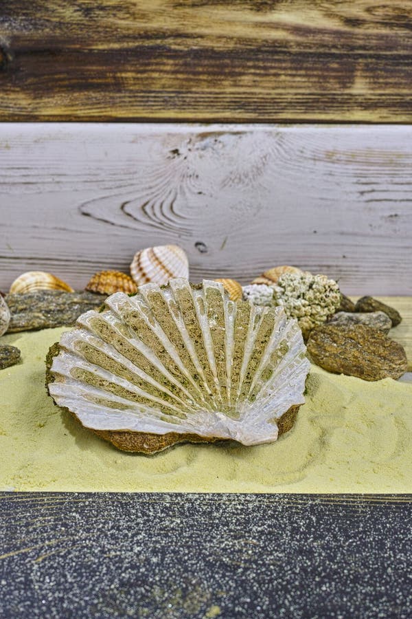 Sea Shell Fossil on the Yellow Sand Close Up Stock Image - Image of ...