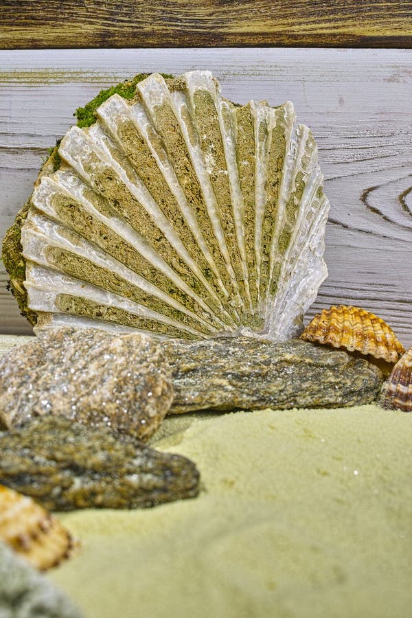 Sea Shell Fossil on the Yellow Sand Close Up Stock Image - Image of ...