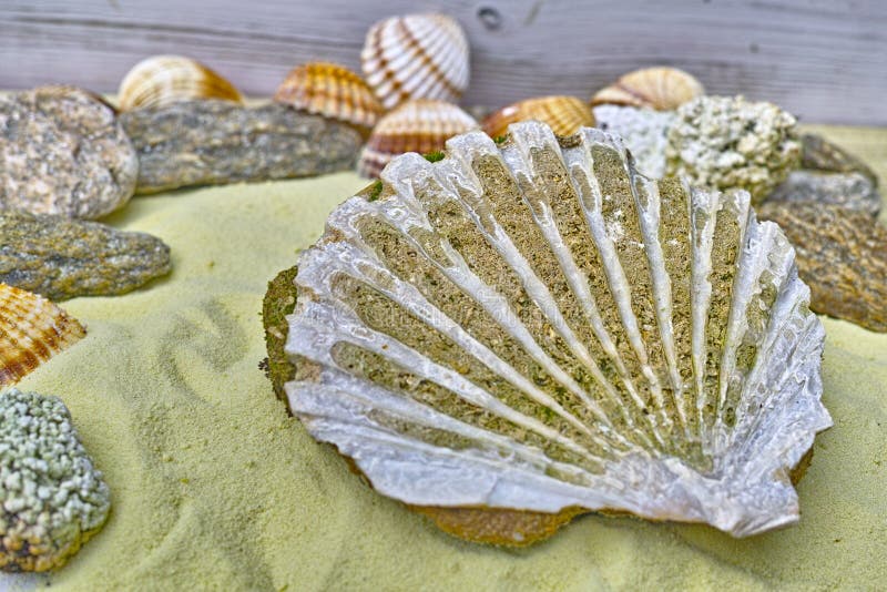 Sea Shell Fossil on the Yellow Sand Close Up Stock Image - Image of ...