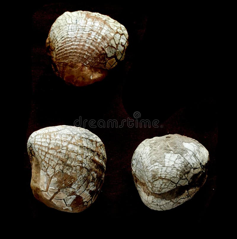 Sea shell fossils stock photo. Image of rainbow, fossil - 320051132