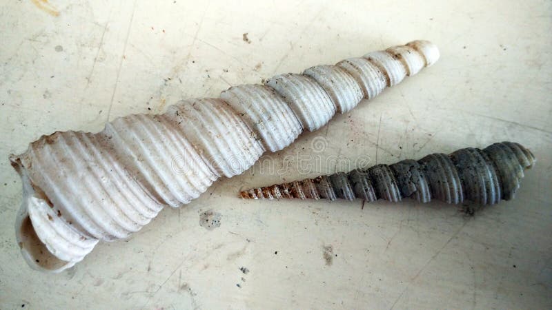 Sea shell stock image. Image of flat, shell, beach, life - 56353597