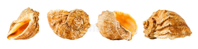 Sea Shell from Four Different Angles Isolated Stock Image - Image of ...