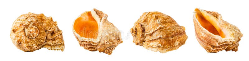 Sea Shell from Four Different Angles Isolated Stock Photo - Image of ...