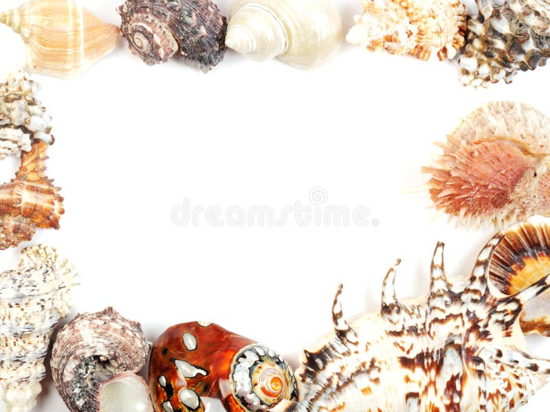 Sea shell frame stock image. Image of nature, mollusk - 24423615