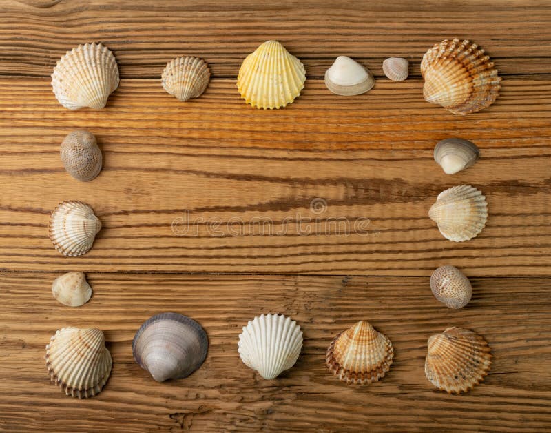 Sea Shell Frame, Multicolored Seashells Border, Mollusc Shells Pattern ...