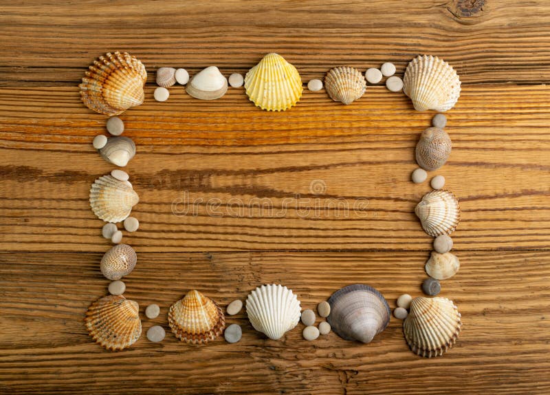 Sea Shell Frame, Multicolored Seashells Border, Mollusc Shells Pattern ...