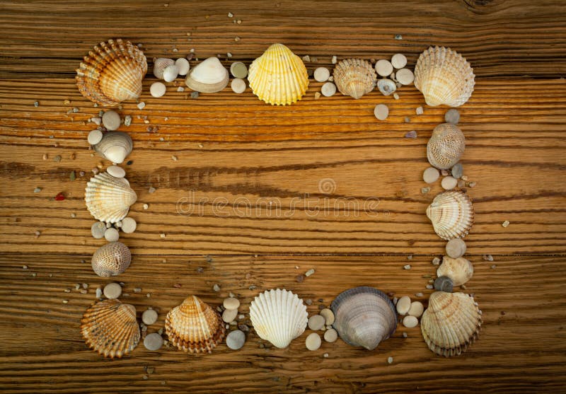 Sea Shell Frame, Multicolored Seashells Border, Mollusc Shells Pattern ...