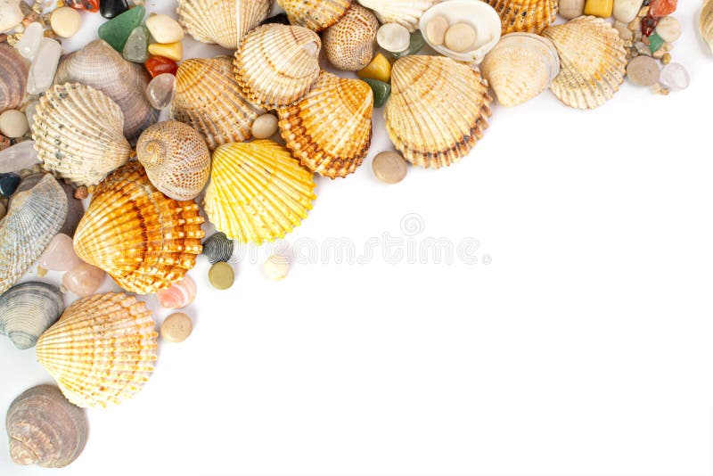 Sea Shell Frame, Multicolored Seashells Border, Mollusc Shells Pattern ...