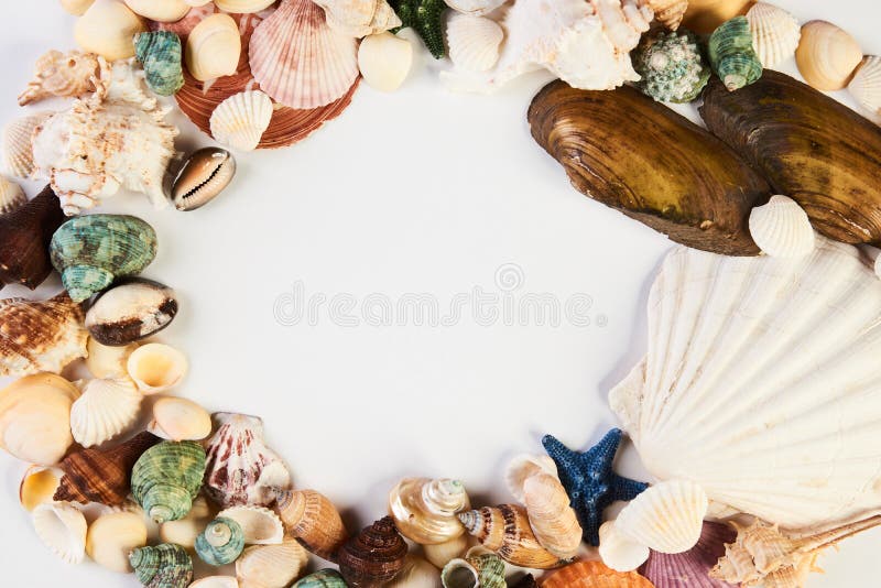Sea shell frame stock photo. Image of nautilus, isolated - 106132688