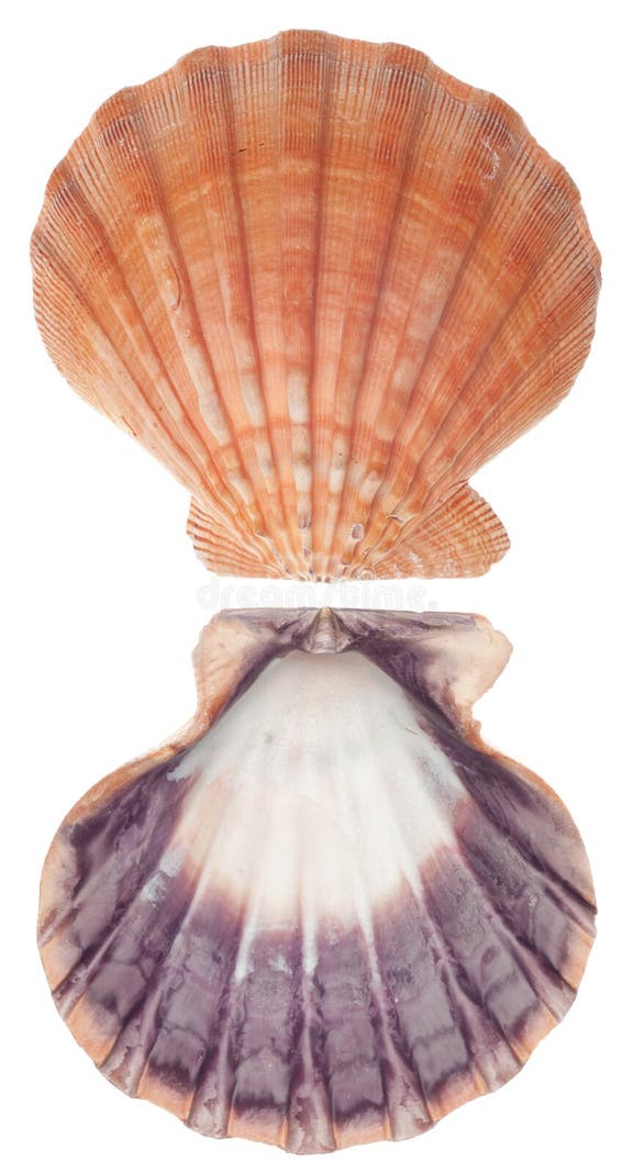 Sea Shell Front and Back stock photo. Image of ocean - 18122274