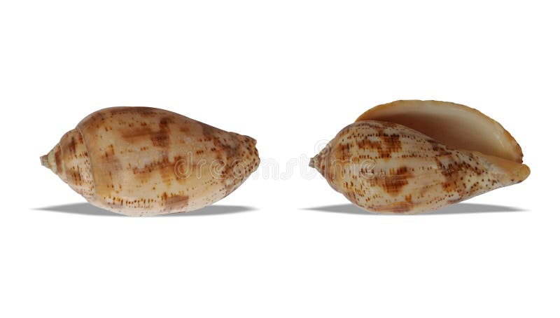 Sea Shell Front and Back with White Background Wallpaper, Stock Photo ...