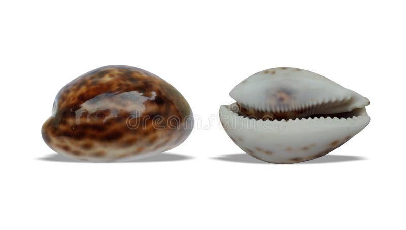 Sea Shell Front and Back with White Background Wallpaper, Stock Photo ...