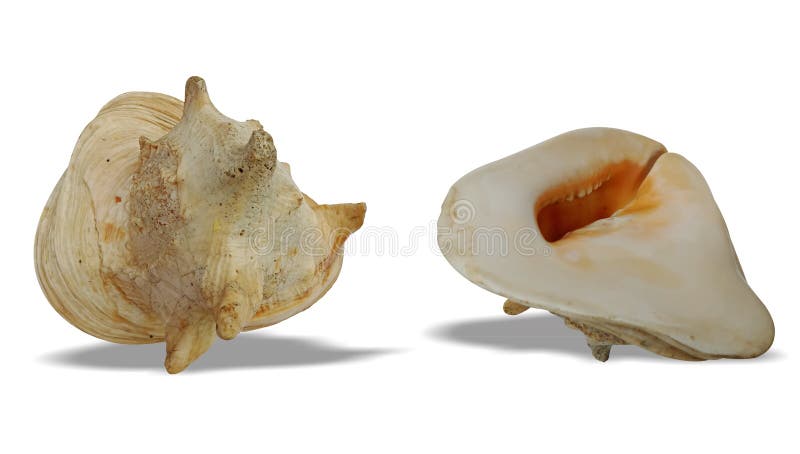 Sea Shell Front and Back with White Background Wallpaper, Stock Photo ...