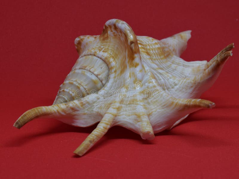 Sea Shell Front and Back with White Background Wallpaper, Stock Photo ...