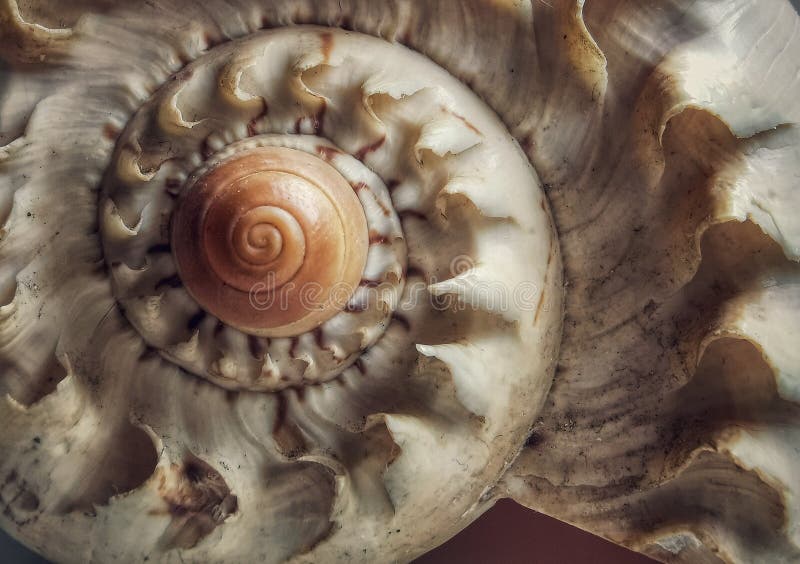 Sea Shell Geometrically Shaped Stock Image - Image of food, shell ...