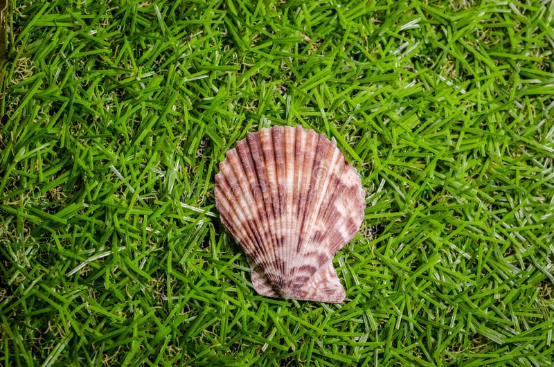 Sea shell on a grass stock image. Image of green, brown - 108914687