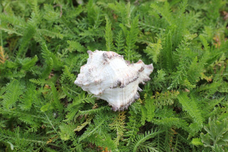 Sea shell on the grass stock image. Image of moss, outdoor - 93775159