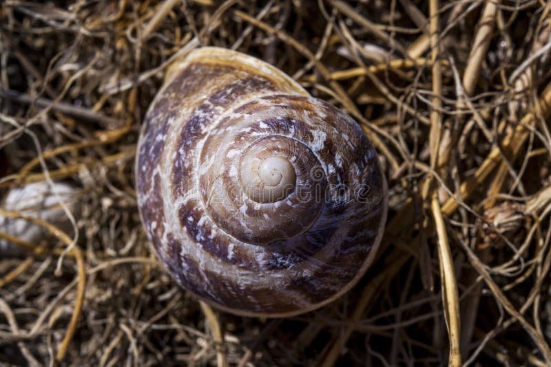 Sea shell stock image. Image of macro, forest, smoky - 96877445