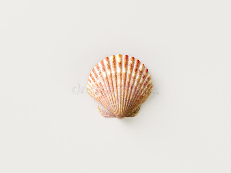 Sea Shell on Gray Minimal Style Background. Travel Concept. 3D Model ...