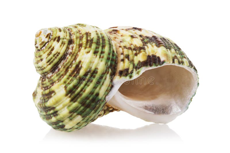 Sea Shell with Green Isolated. Stacked Photo Stock Image - Image of ...
