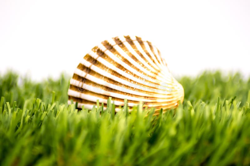 Sea shell on a green lawn stock image. Image of vintage - 175294377