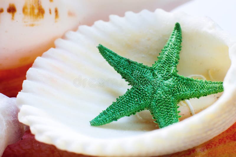 Sea shell stock image. Image of color, horizontal, seashells - 38970149