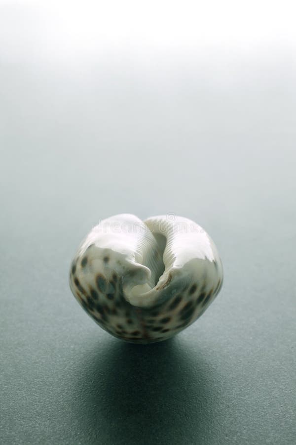 Sea Shell with Grey Textured Background Wallpaper, Stock Image - Image ...