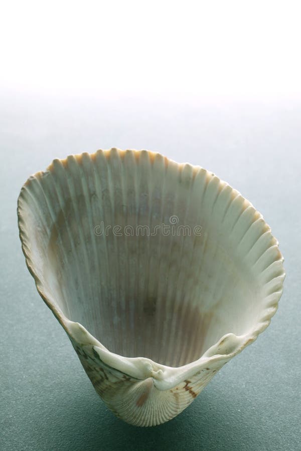 Sea Shell with Grey Textured Background Wallpaper, Stock Image - Image ...