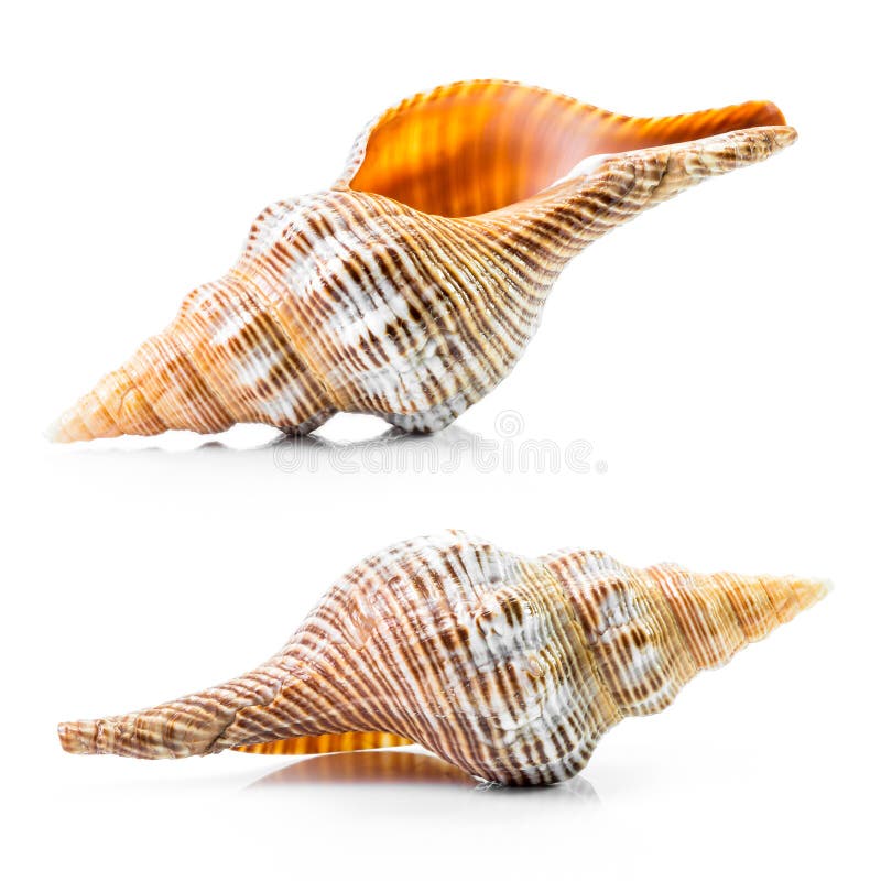 Ribbed Cantharus Seashell stock image. Image of aquatic - 29340081