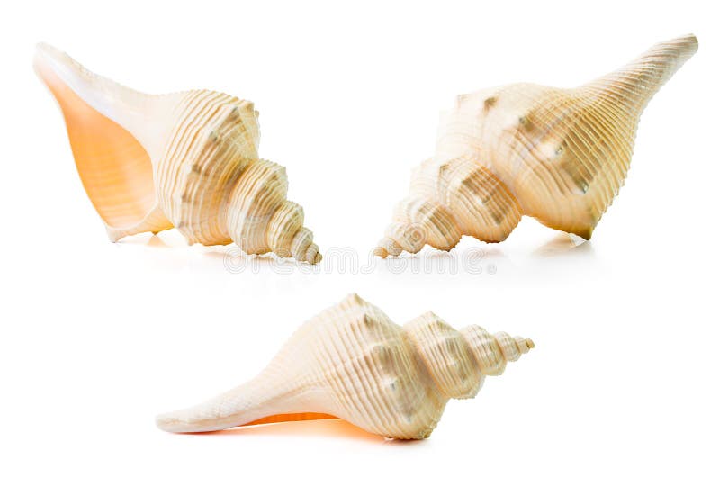 Sea shell group stock photo. Image of coast, shore, animal - 42970226