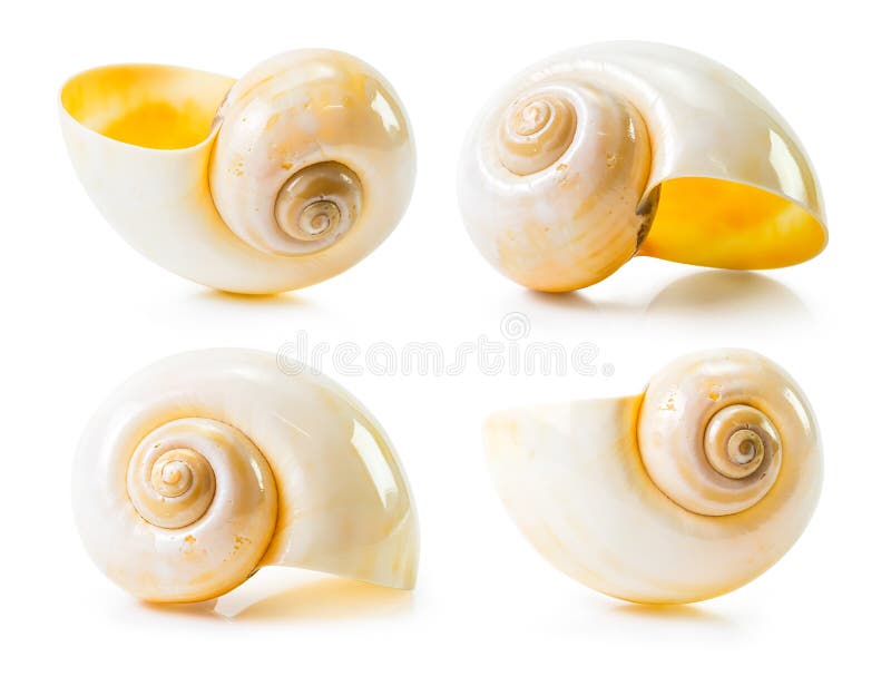 Sea shell stock photo. Image of seafood, nautilus, nature - 41734458
