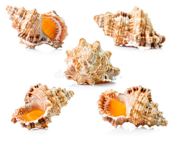 Sea shell group stock image. Image of decoration, isolated - 43021689