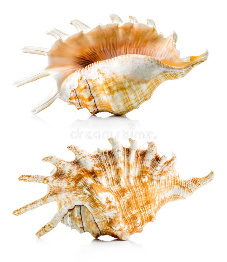 Sea shell stock photo. Image of seafood, nautilus, nature - 41734458