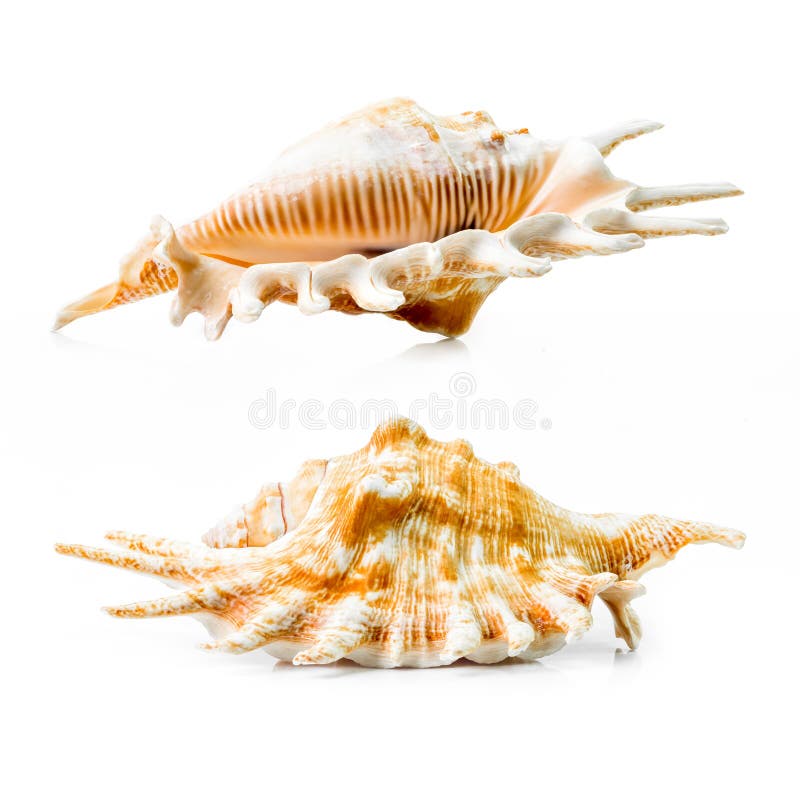 Sea shell stock photo. Image of seafood, nautilus, nature - 41734458