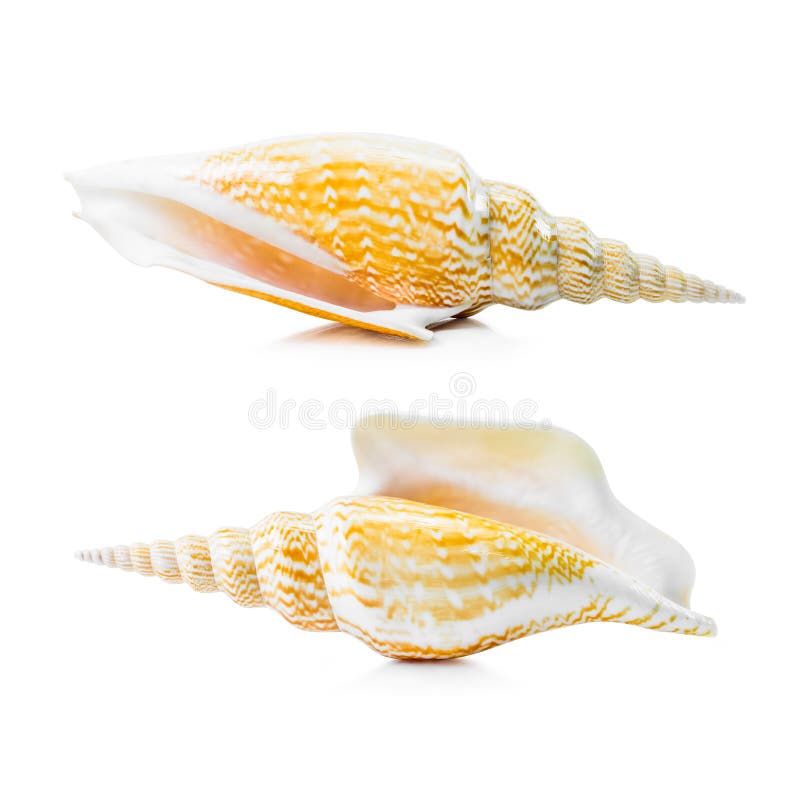Sea shell group stock photo. Image of crustacean, nautilus - 52476218