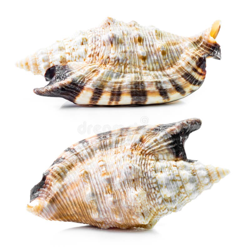 Sea shell stock photo. Image of seafood, nautilus, nature - 41734458