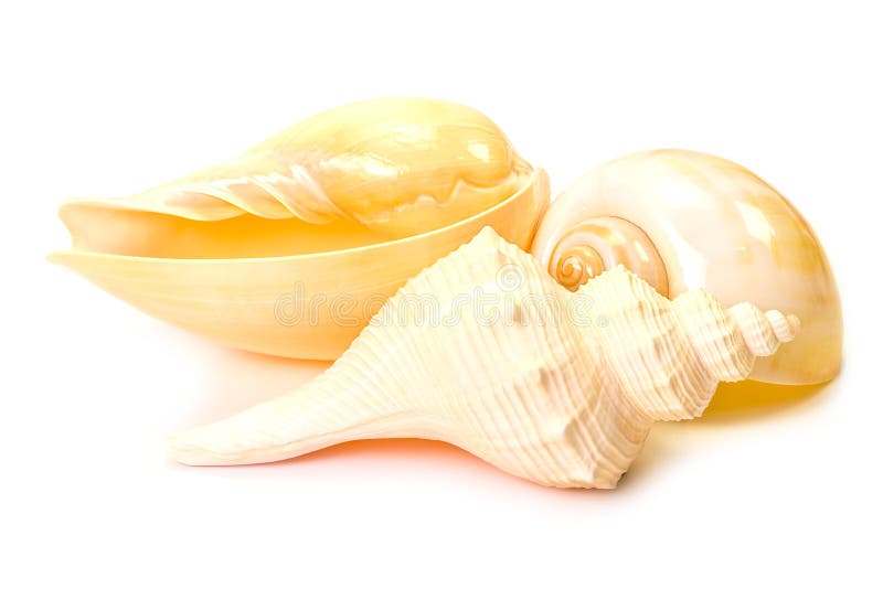 Sea shell stock photo. Image of seafood, nautilus, nature - 41734458