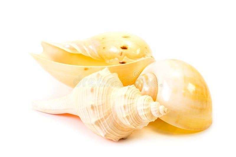 Sea shell stock photo. Image of seafood, nautilus, nature - 41734458