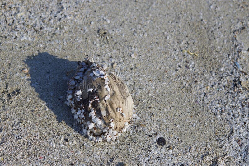Sea Shell Growth on the Garbage, Beach Pollution Stock Image - Image of ...