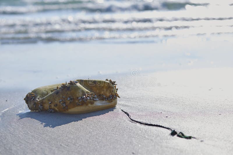 Sea Shell Growth on the Garbage, Beach Pollution Stock Image - Image of ...