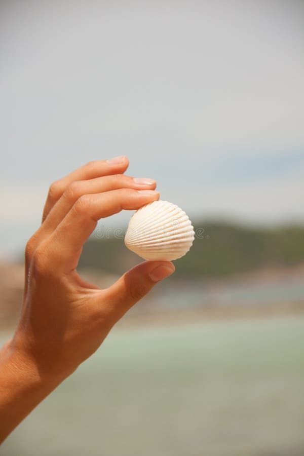 Sea shell in hand stock image. Image of female, animal - 41216355