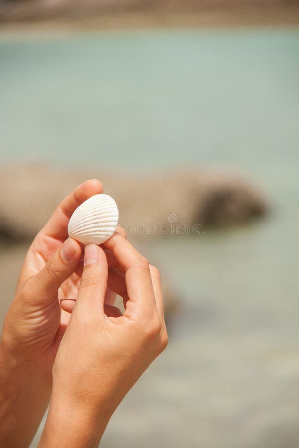 Sea shell in hand stock photo. Image of shell, nature - 41216398