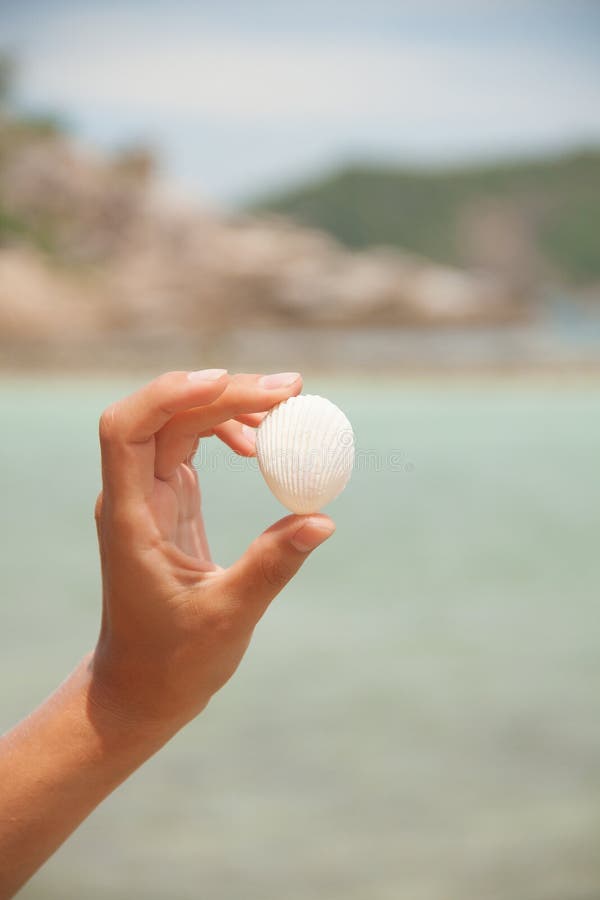 Sea shell in hand stock image. Image of seashell, tropical - 41346317