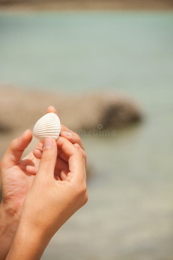 Sea shell in hand stock photo. Image of seashell, shells - 41455074