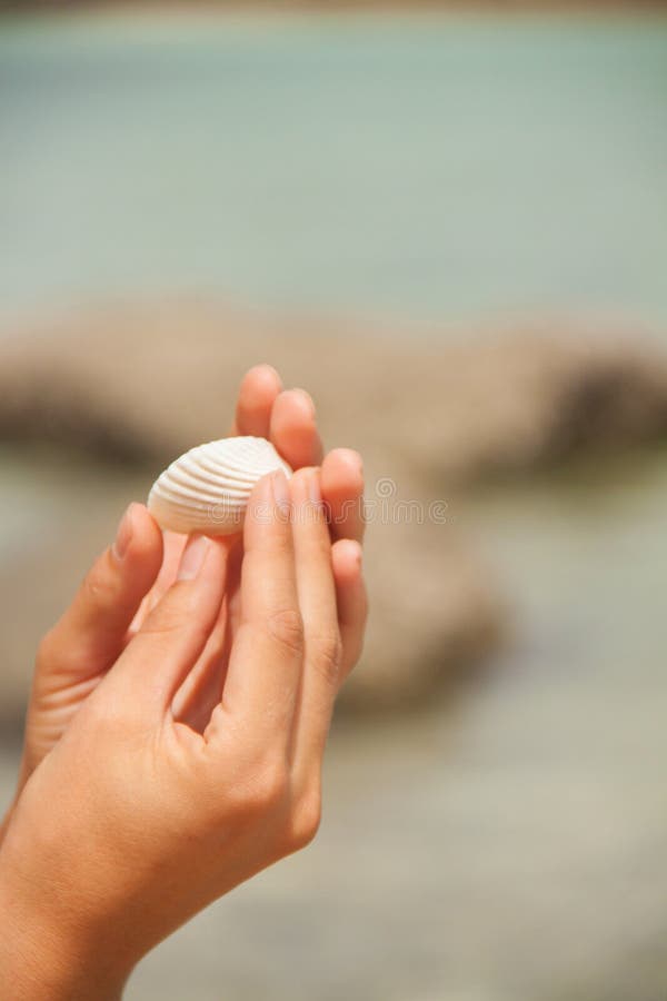 Sea shell in hand stock image. Image of water, animal - 41552995