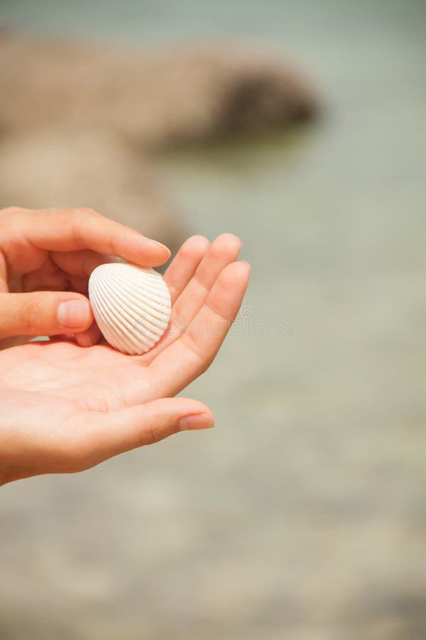 Sea shell in hand stock image. Image of nature, ocean - 41625065