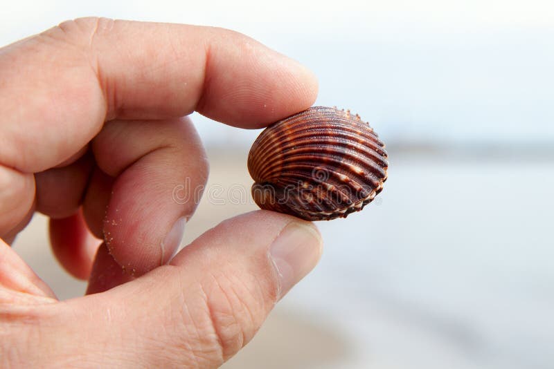 Sea shell. stock image. Image of skin, shell, summer - 39665355