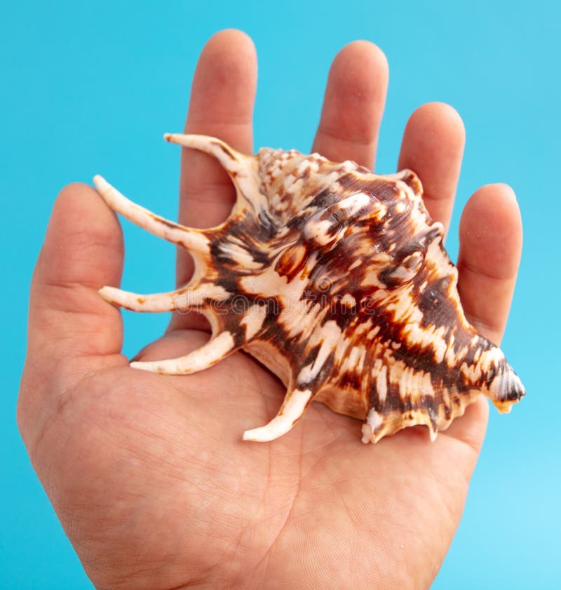 Sea Shell in Hand Isolated on a Blue Background Stock Photo - Image of ...